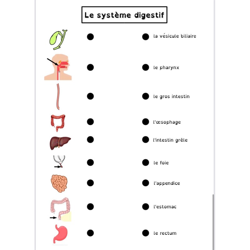 Exercice Système Digestif